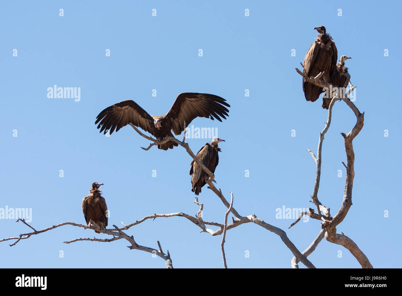 wild, tree, trees, animal, bird, wild, africa, birds, raptor, birds of ...