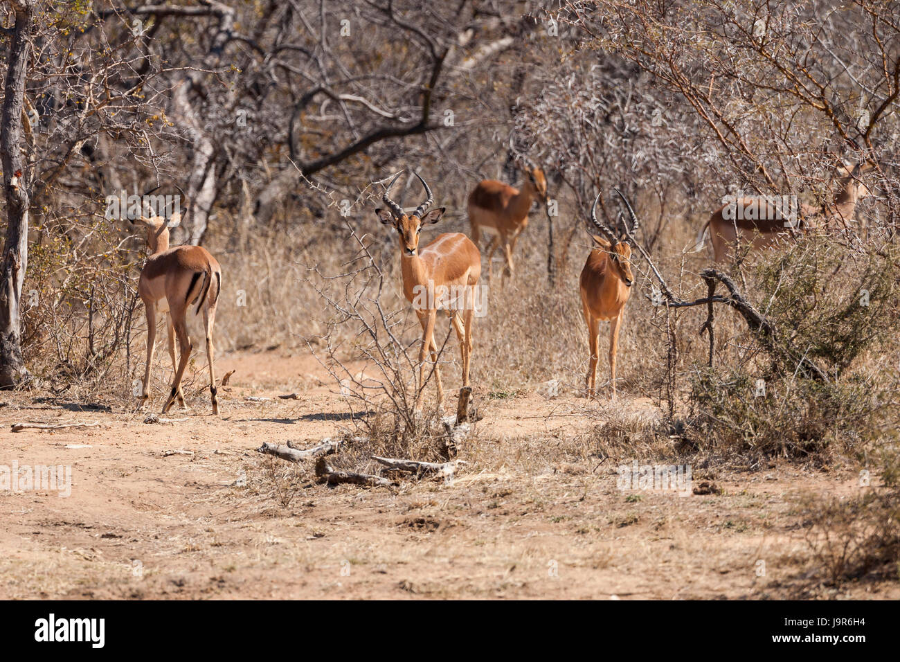 horizontal, step, tier, animal, wild, africa, animals, horizontal ...