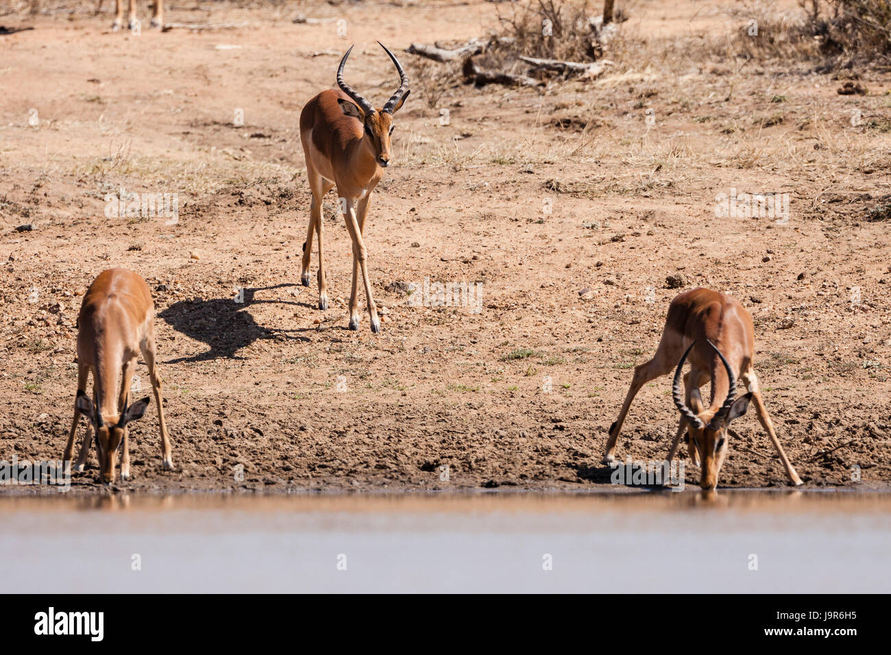 horizontal, step, tier, animal, wild, africa, animals, horizontal ...