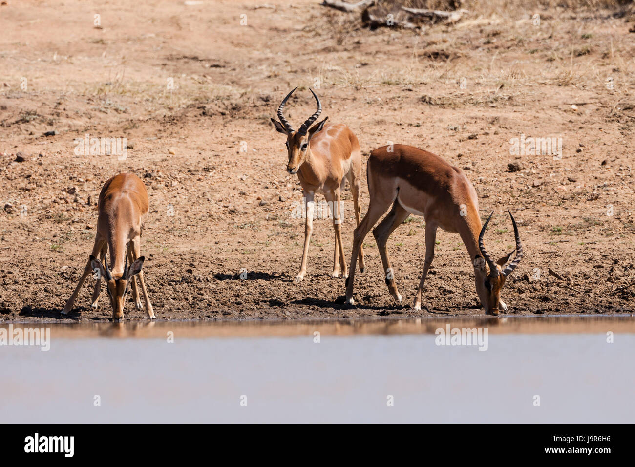 horizontal, step, tier, animal, wild, africa, animals, horizontal ...
