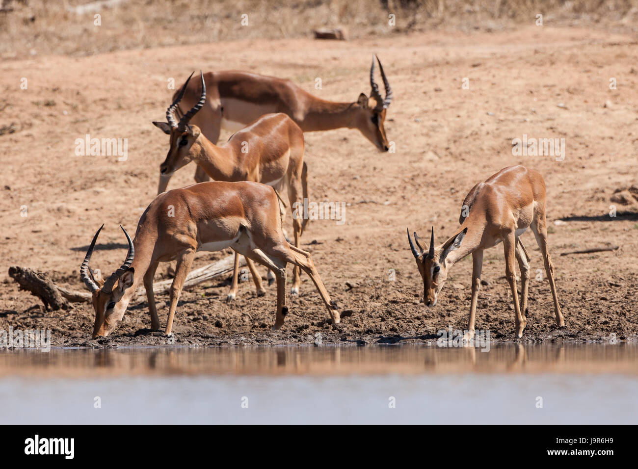 horizontal, step, tier, animal, wild, africa, animals, horizontal ...