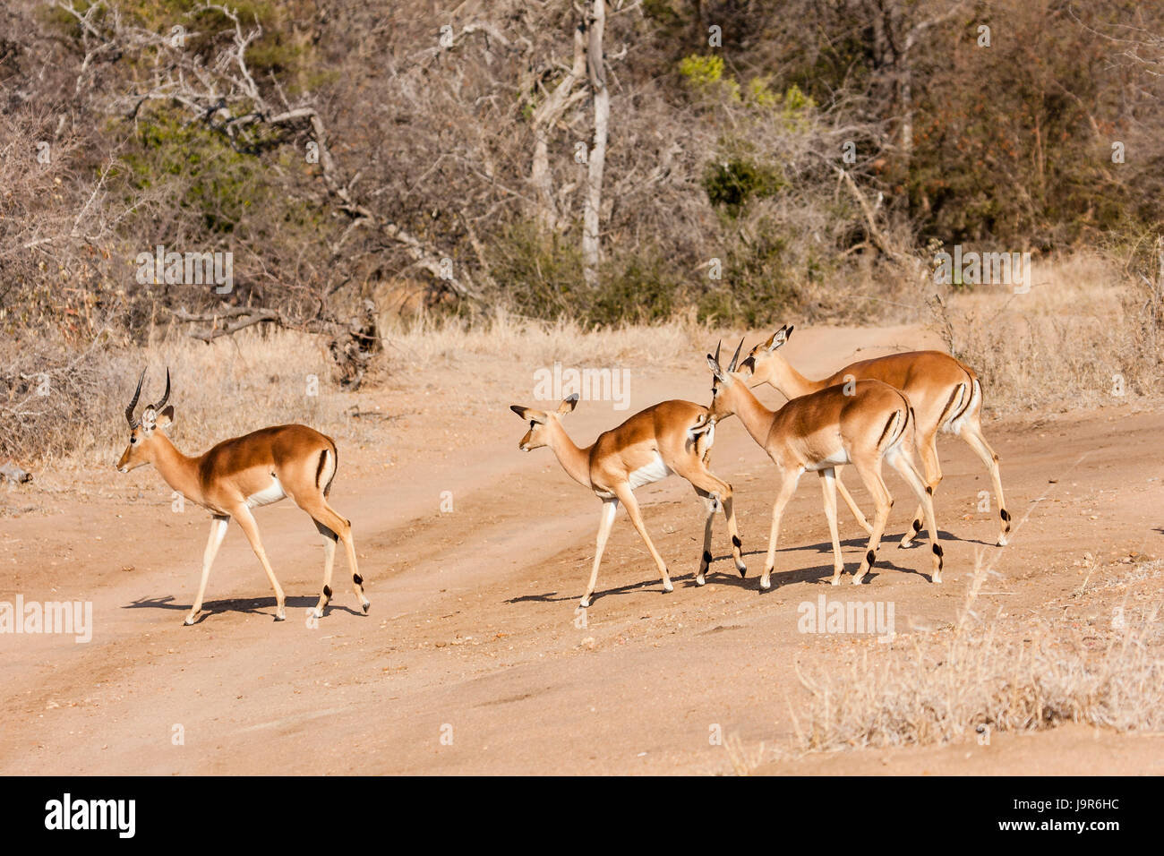 horizontal, step, tier, animal, wild, africa, animals, horizontal ...