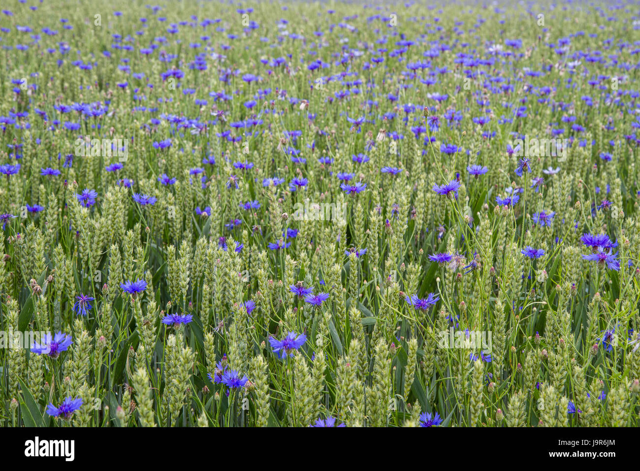 field, bavaria, acre, wheat, corn field, barley, cornflower, grain ...