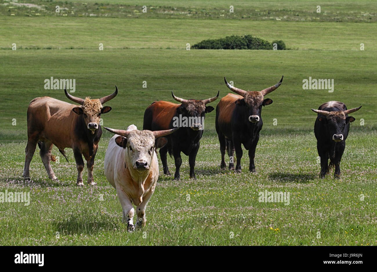 agriculture, farming, field, horn, skin, milk, mammals, cornets, cow ...