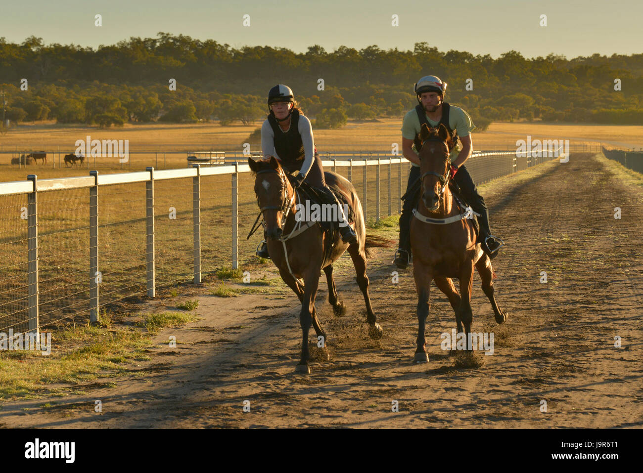 Australian stud farm hi-res stock photography and images - Alamy