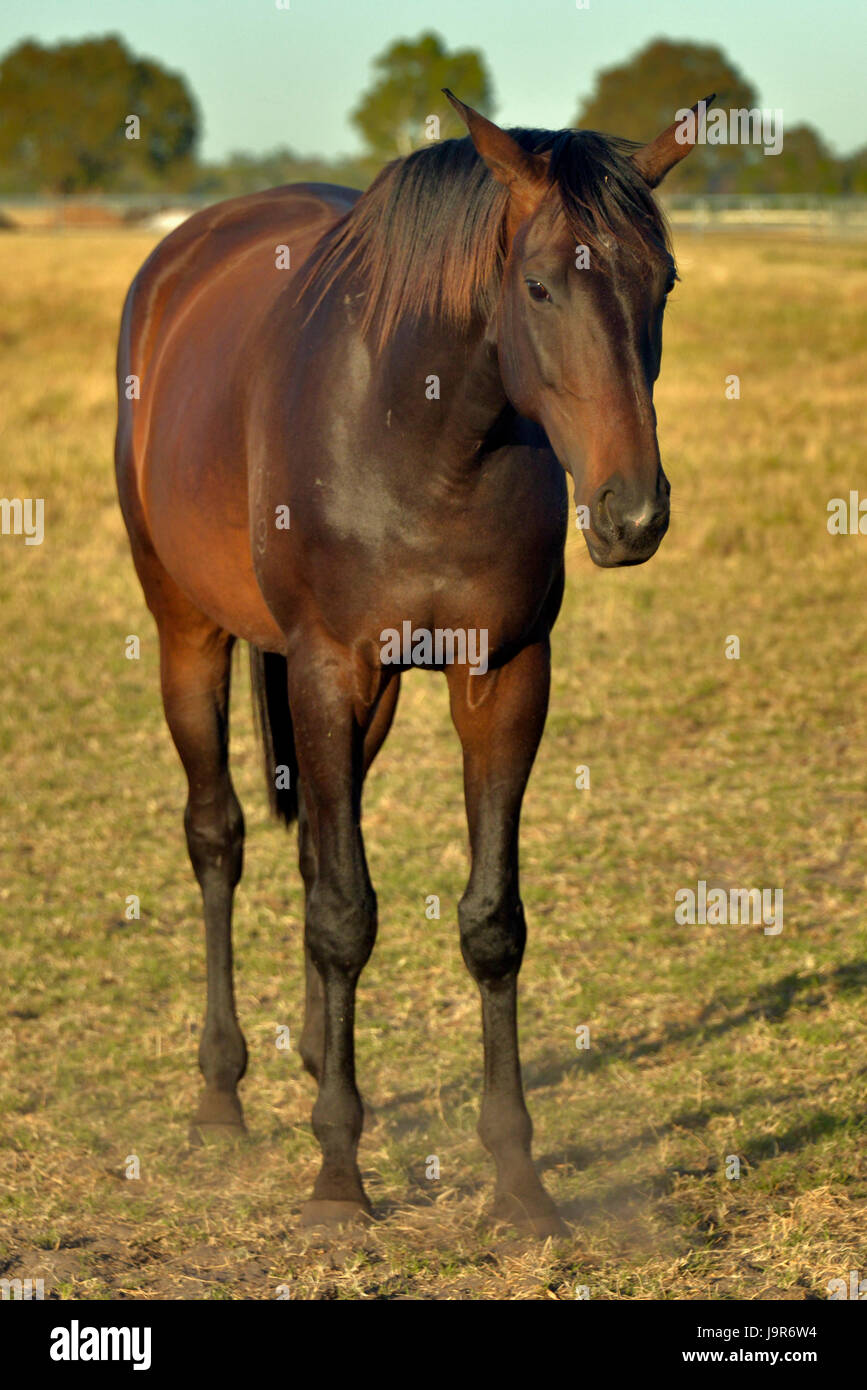 Thoroughbred race horse training farm in Western Australia Stock Photo ...