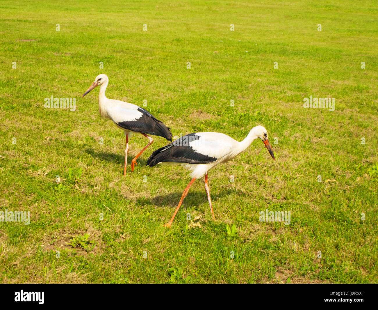 walk, go, going, walking, environment, enviroment, animal, bird ...