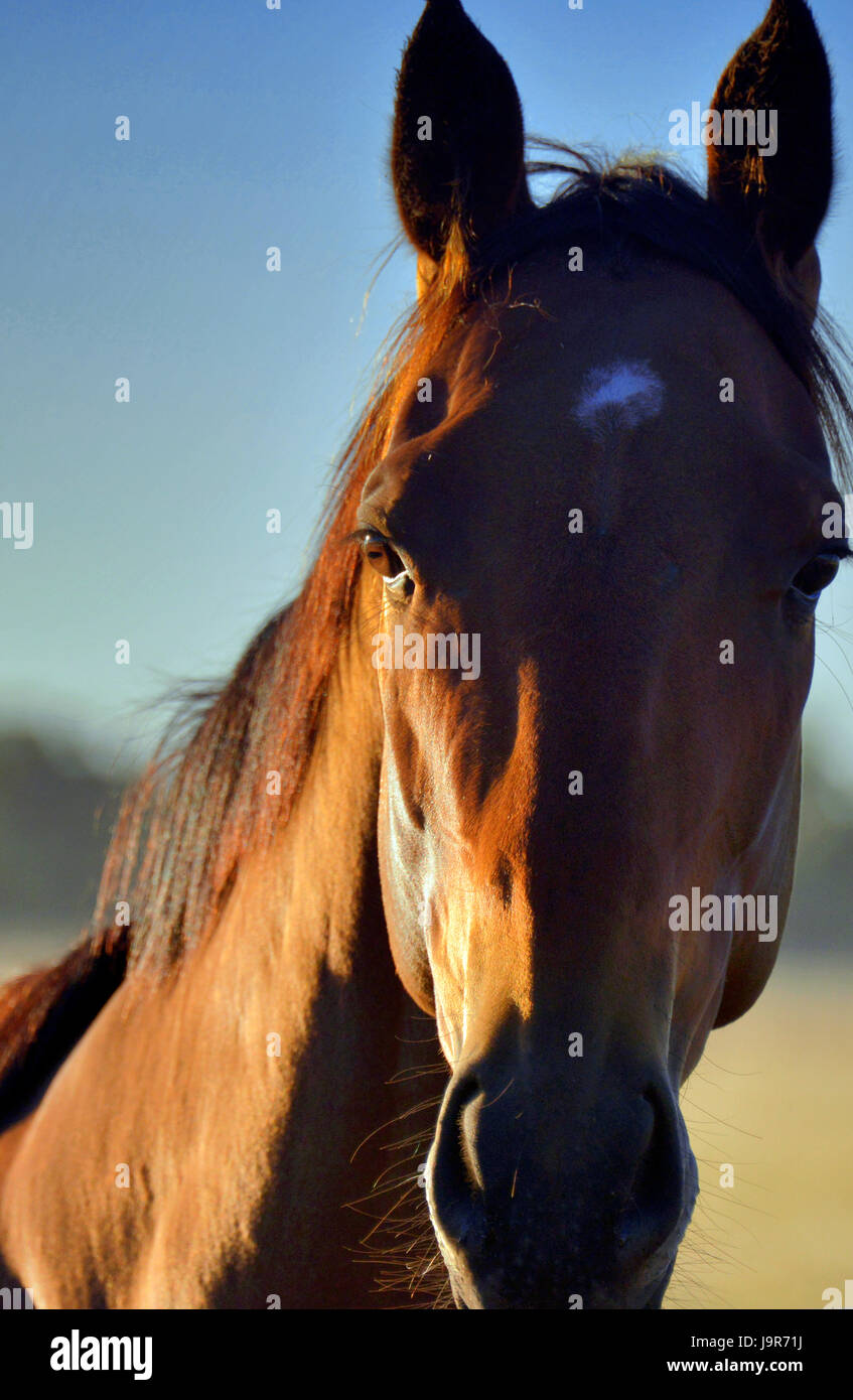 Stud farm hi-res stock photography and images - Alamy