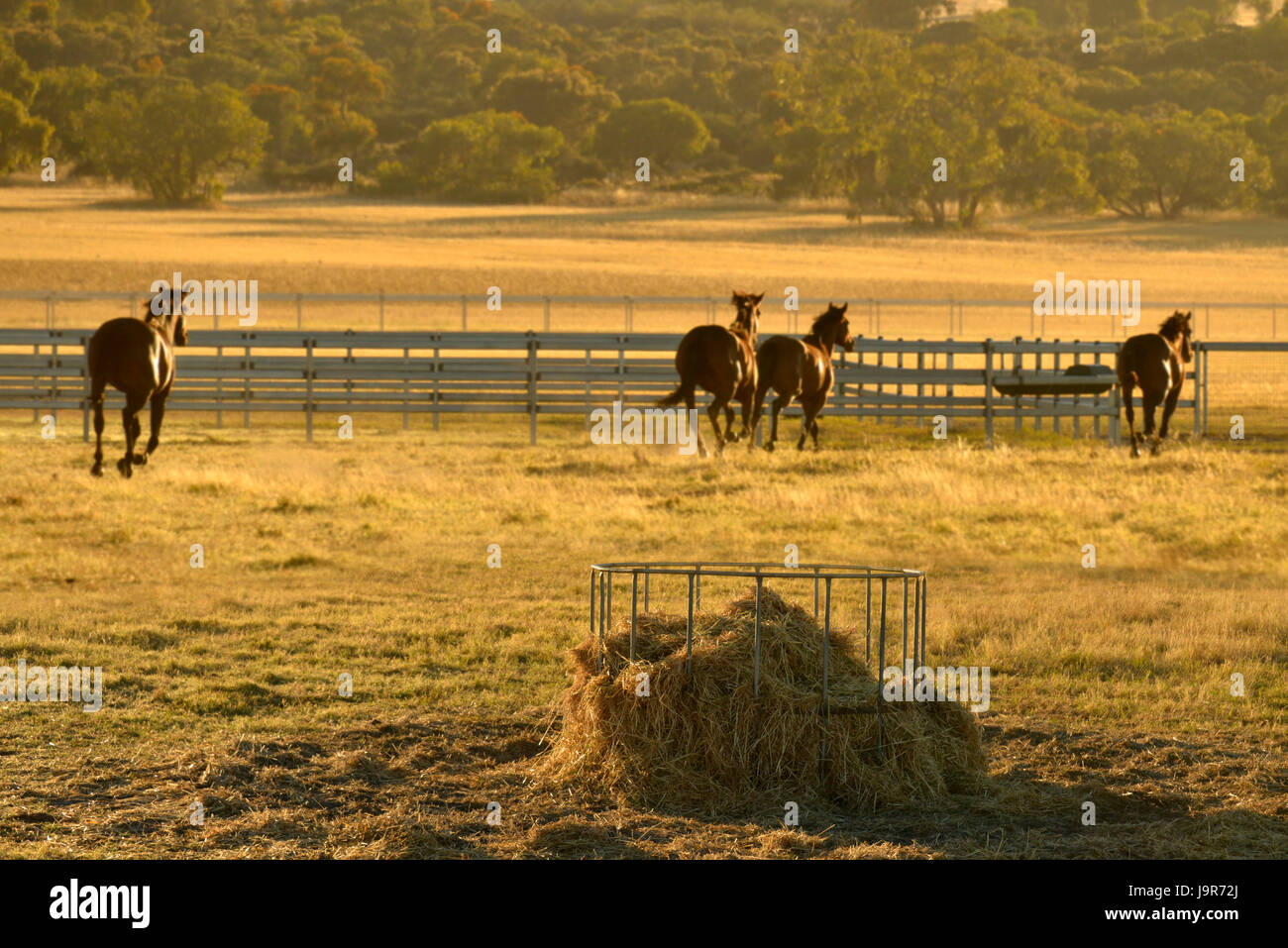 Australian stud farm hi-res stock photography and images - Alamy