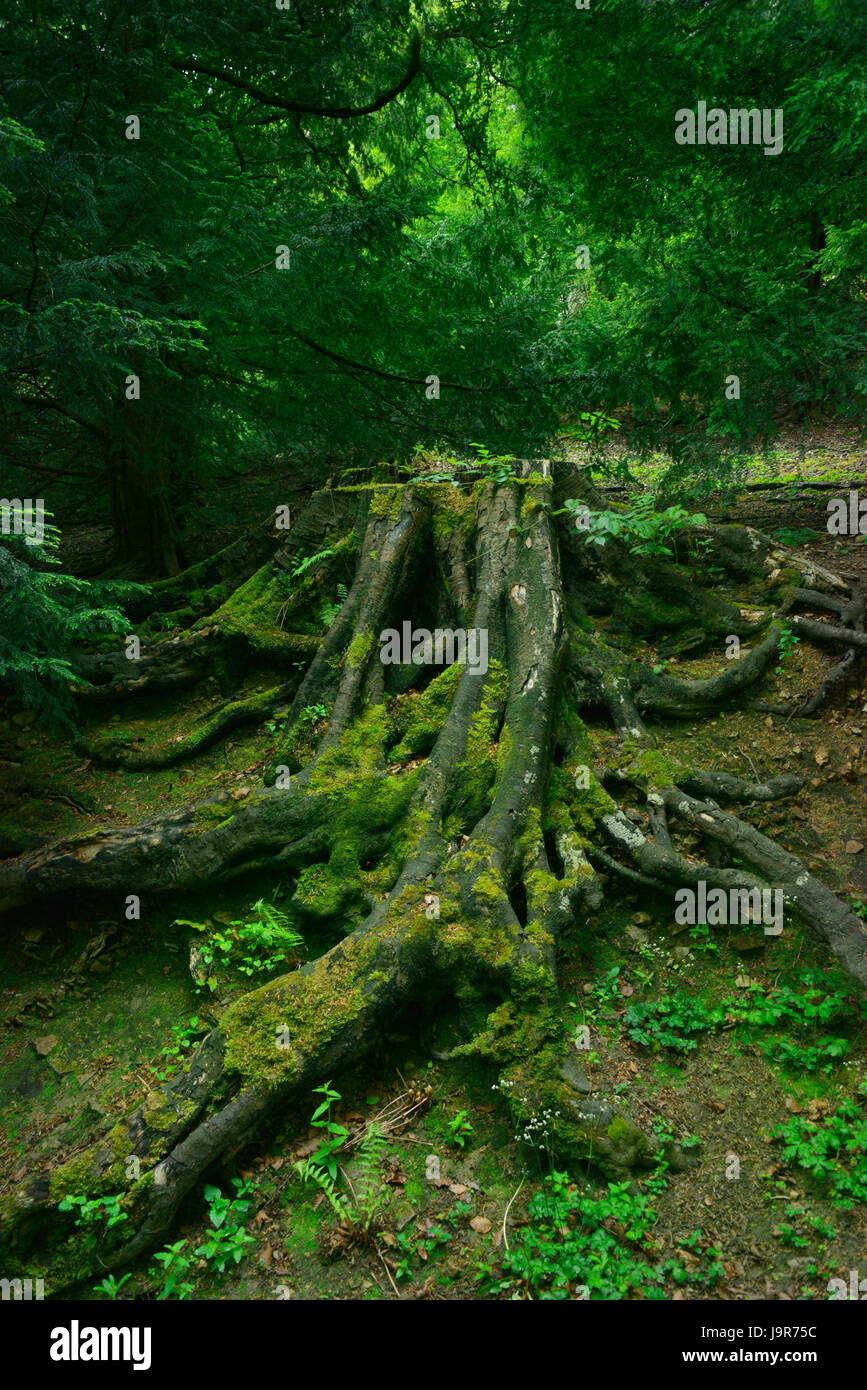 An overall green cast covers a portrait image of tree stump ...