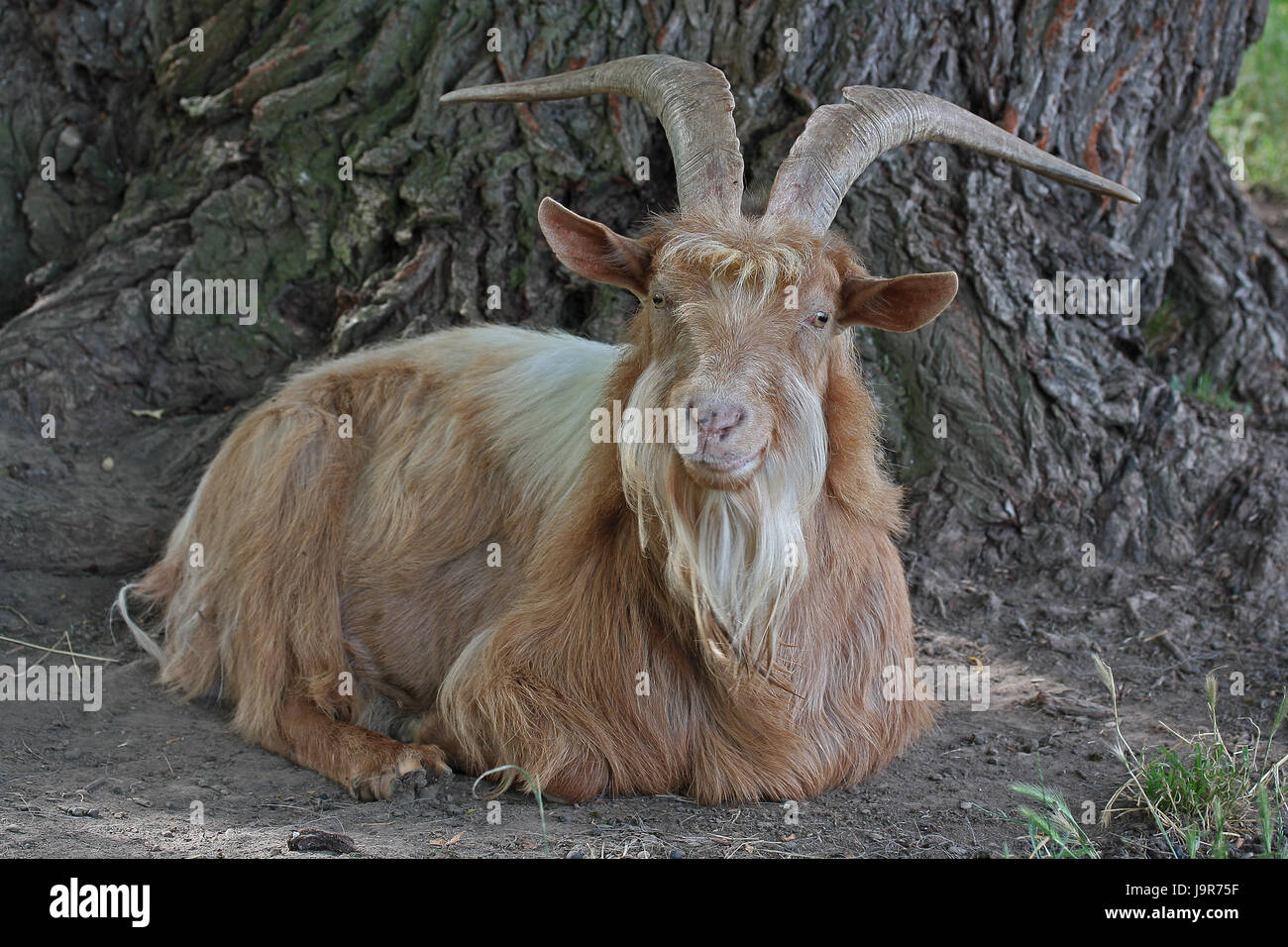 Billy locking hi-res stock photography and images - Alamy