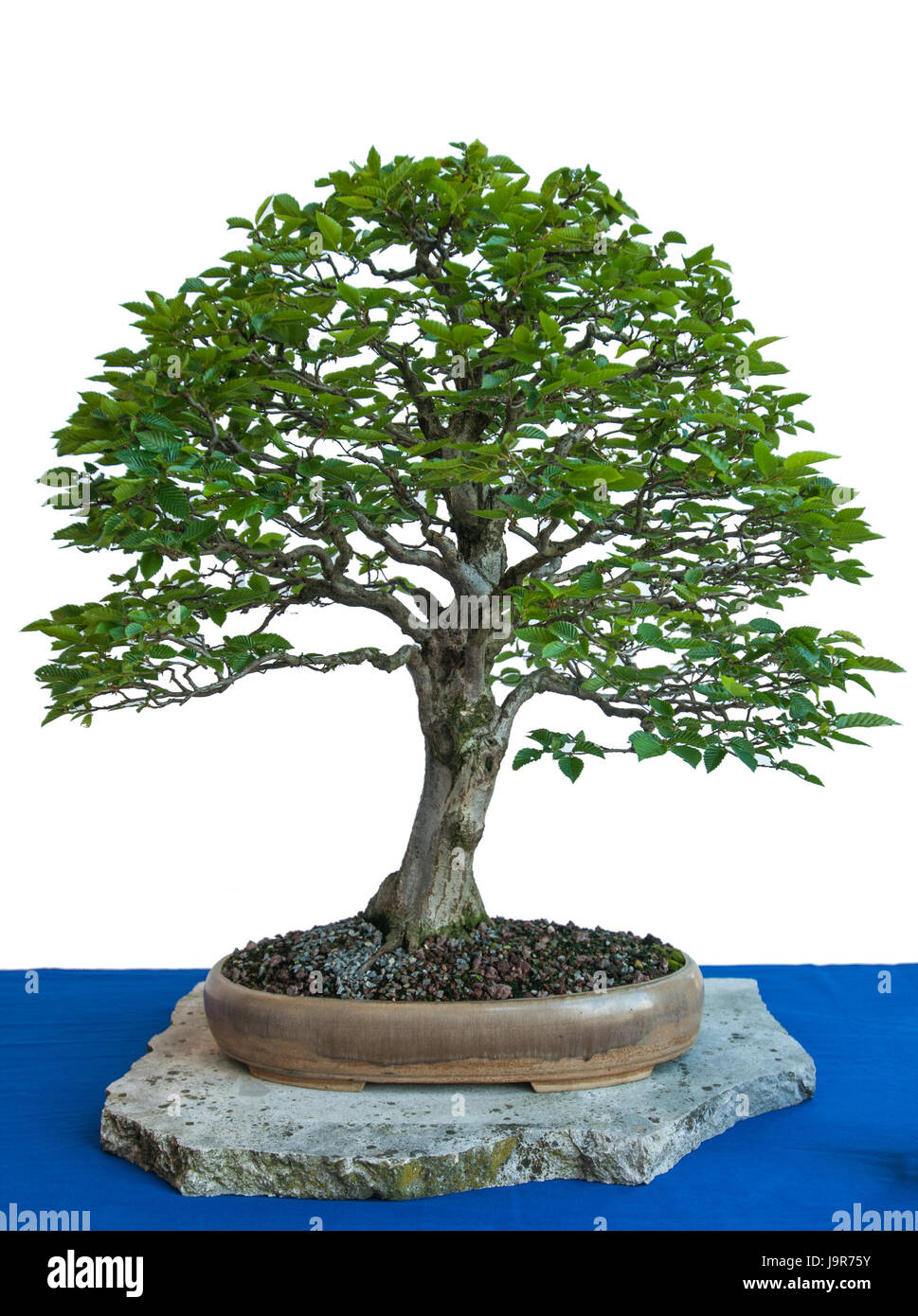 art, tree, deciduous tree, pot, leaves, foliage, optional, blank ...