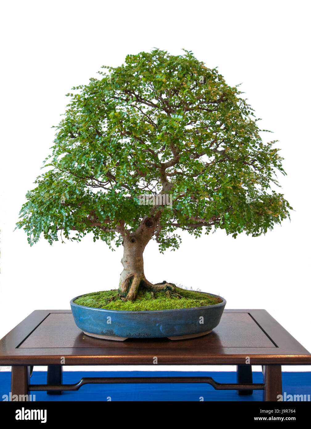 pepper, tree, deciduous tree, chinese, art, optional, blank, european ...