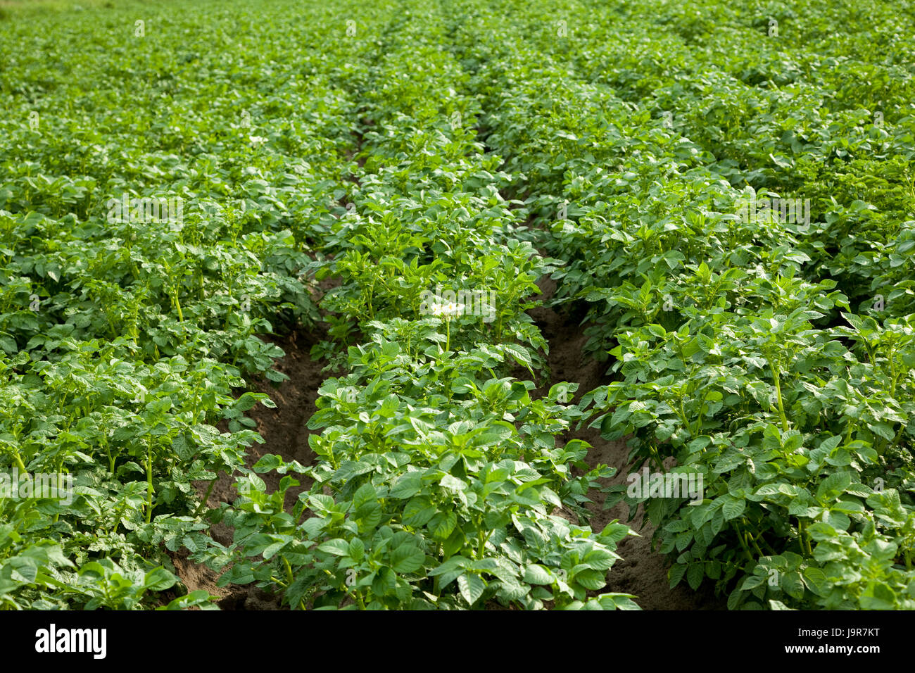 agriculture, farming, field, bush, vegetable, plantation, landscape ...