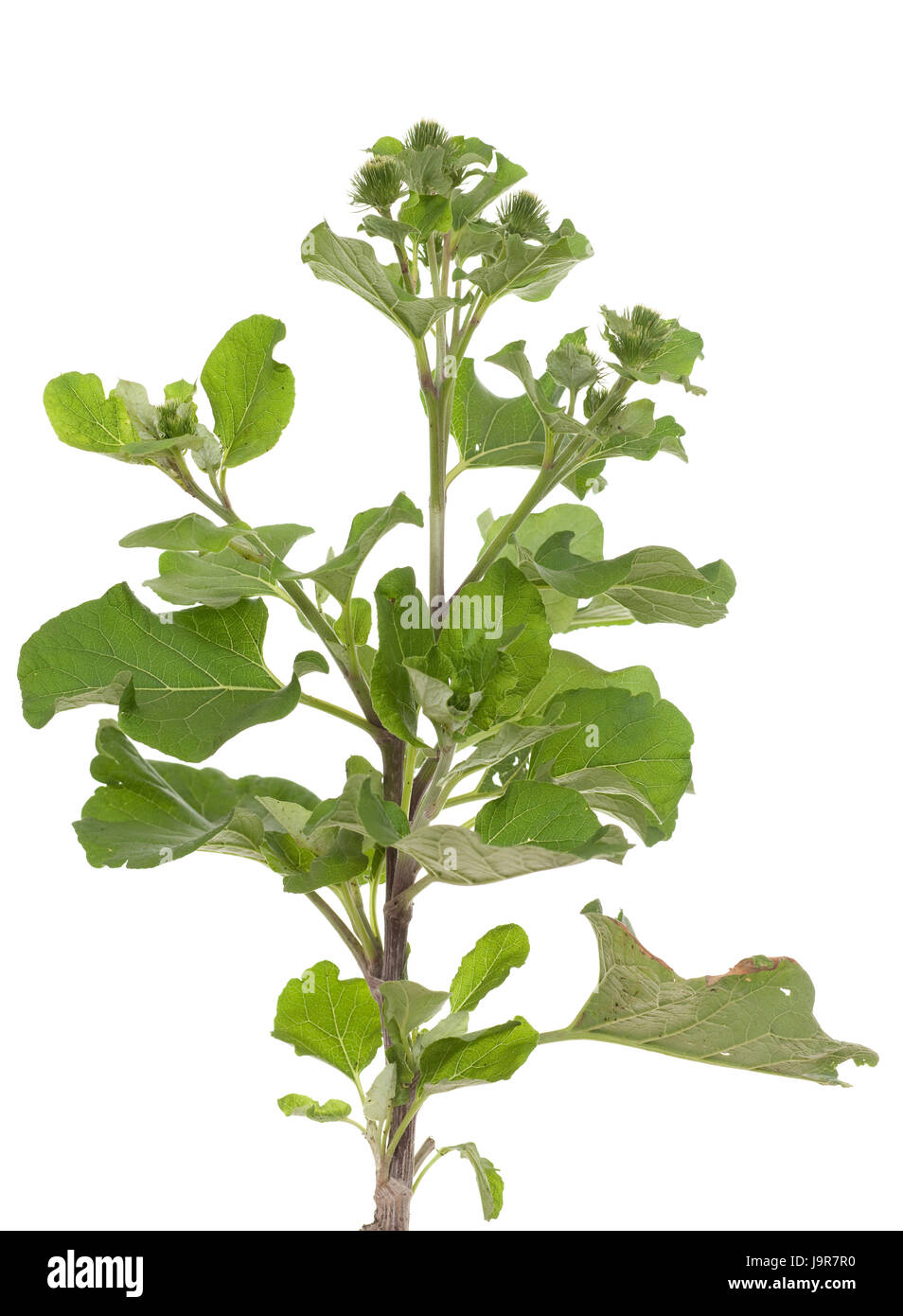 closeup, flower, plant, stalk, stem, herb, leaf, closeup, flower, plant ...