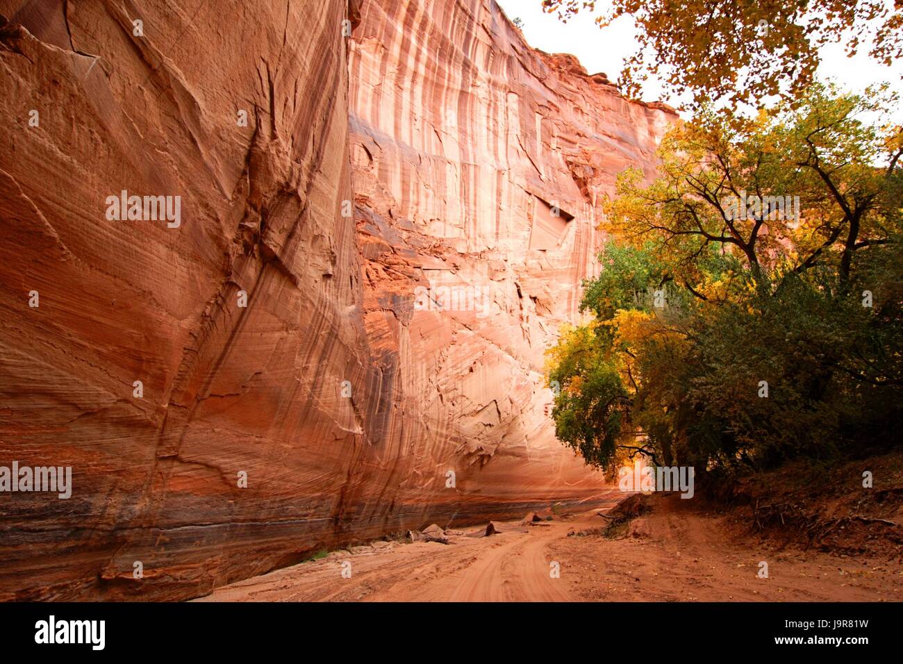 desert, wasteland, national park, Canyon, cliff, park, desert ...