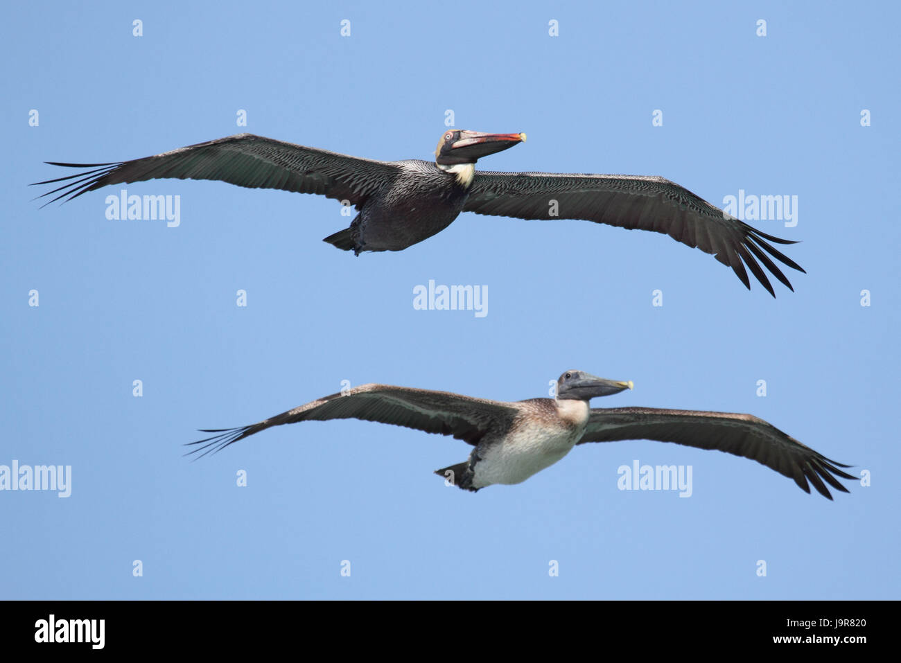 bird, birds, pelican, fly, flies, flys, flying, nature, blue, animal ...