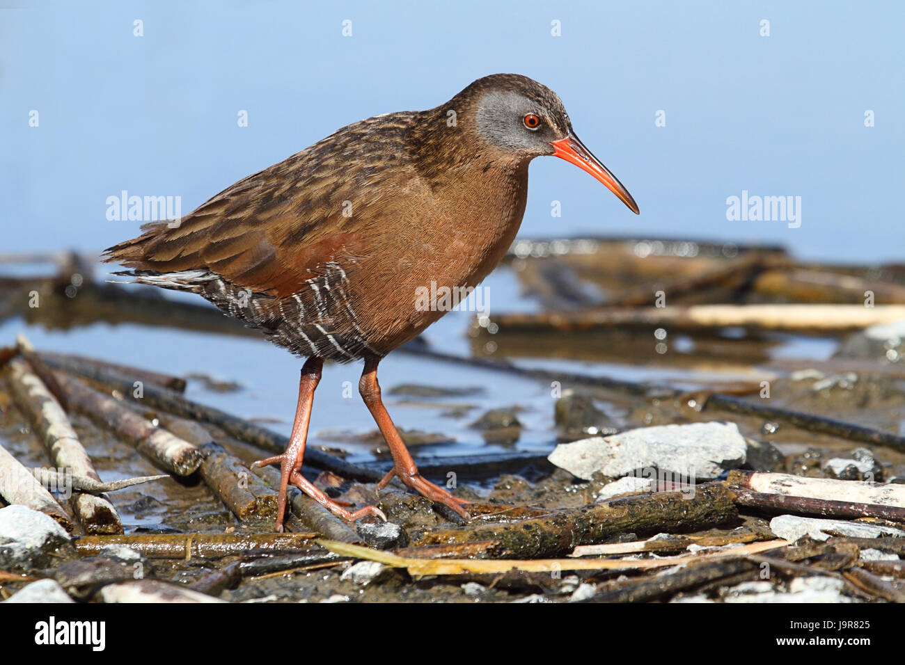 wild, rail, birds, nature, animal, fauna, wild, swamp, rail, birds ...
