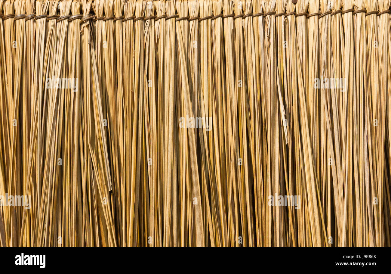 leaf, fodder, agriculture, farming, field, summer, summerly, evening ...