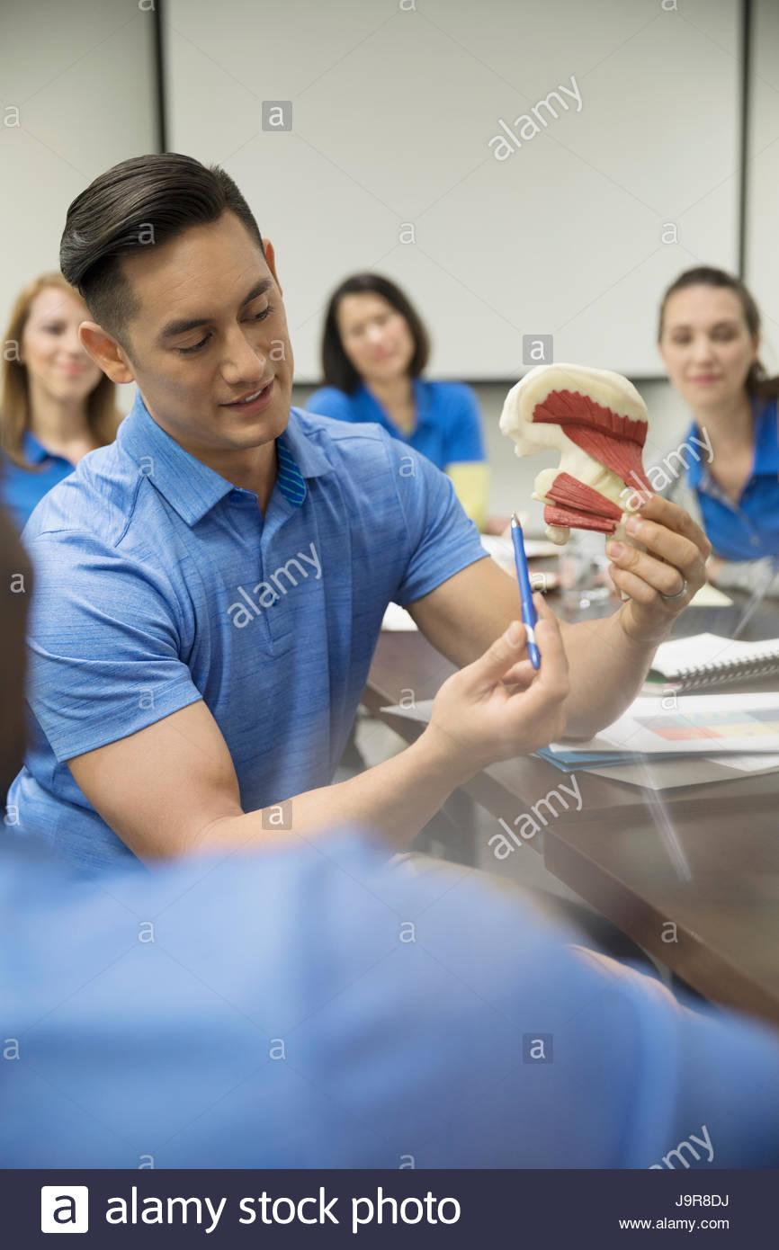 Medical training model hi-res stock photography and images - Alamy