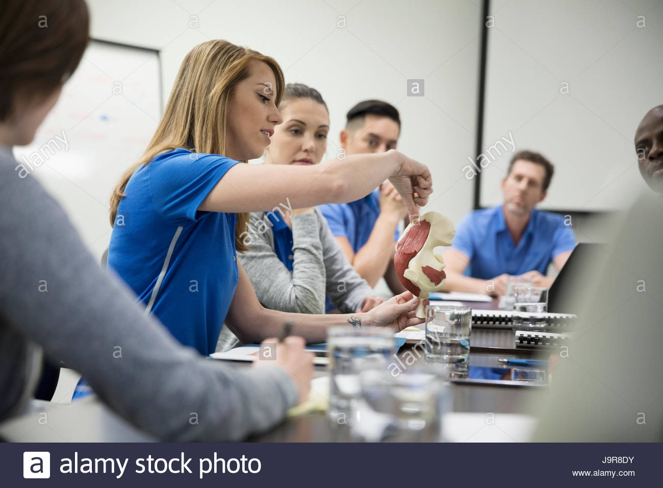 Medical training model hi-res stock photography and images - Alamy