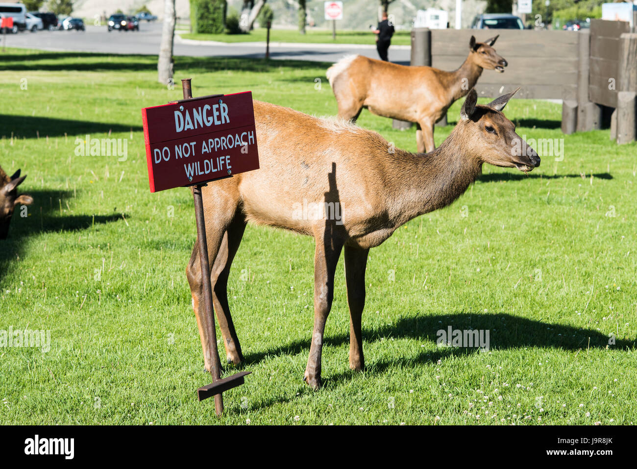 American dangerous animal wildlife sign hi-res stock photography and ...