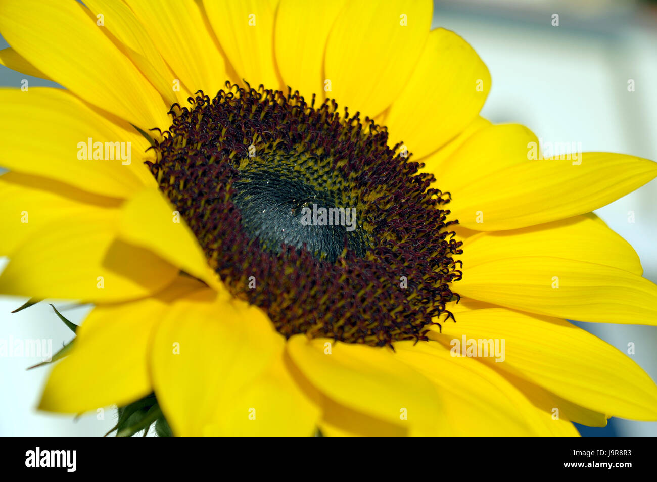 Sunflower head closeup Stock Photo - Alamy