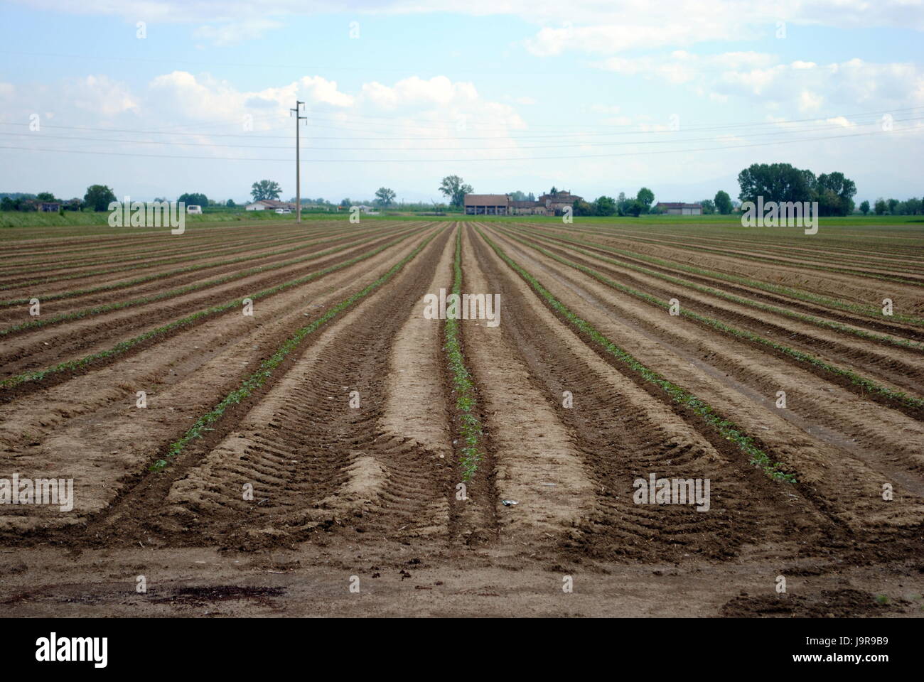 culture, born, garden, ground, soil, earth, humus, agriculture, farming ...