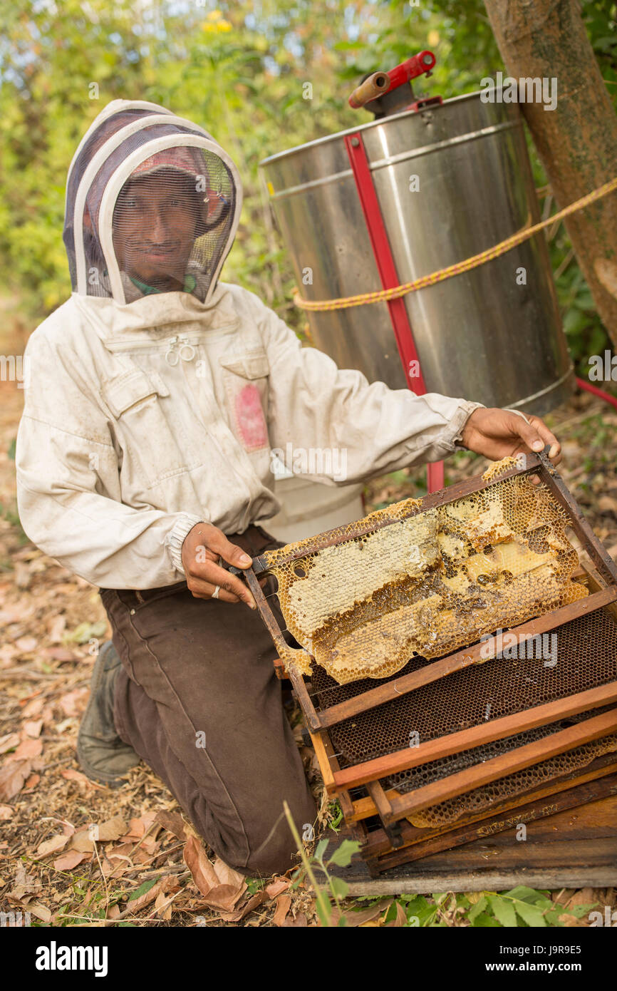 A honey farmer holds a frame of fresh, uncapped honey in Léon ...
