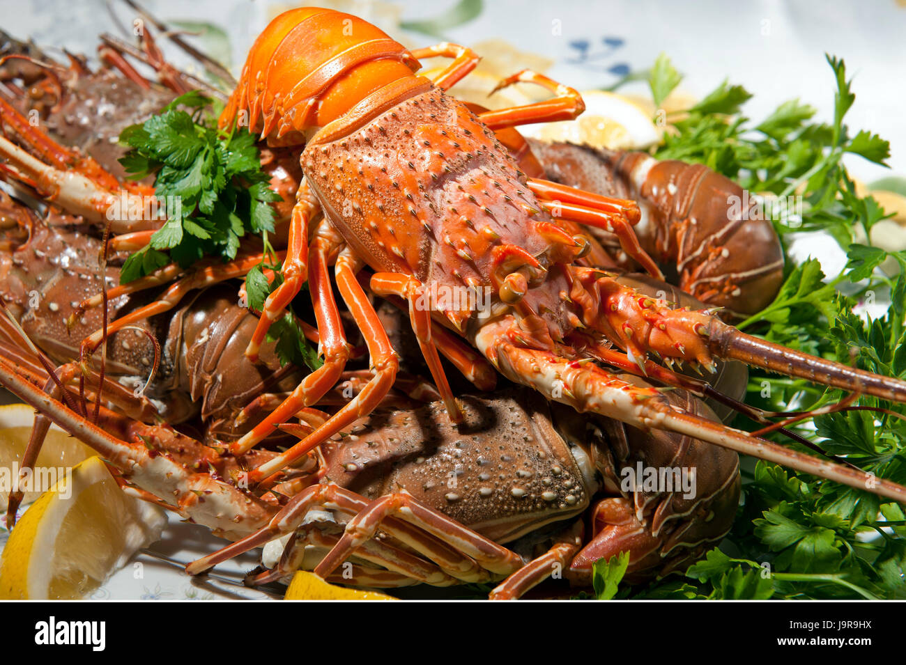 summer, summerly, gastronomy, shrimp, angle, fish, fishing, diet ...