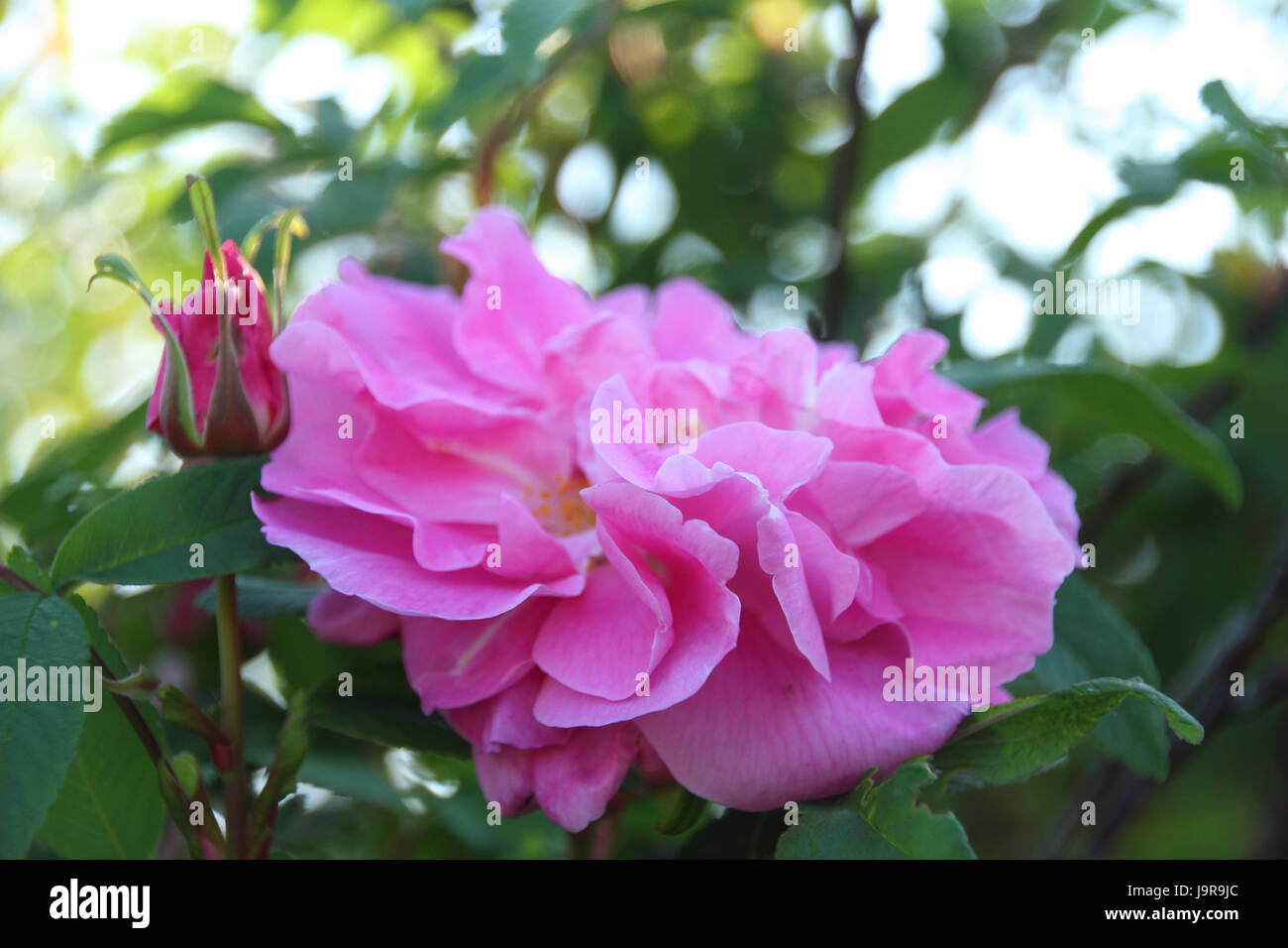historical, garden, flower, plant, rose, bloom, blossom, flourish ...