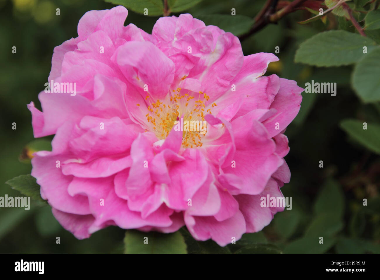pink historic rose Stock Photo - Alamy