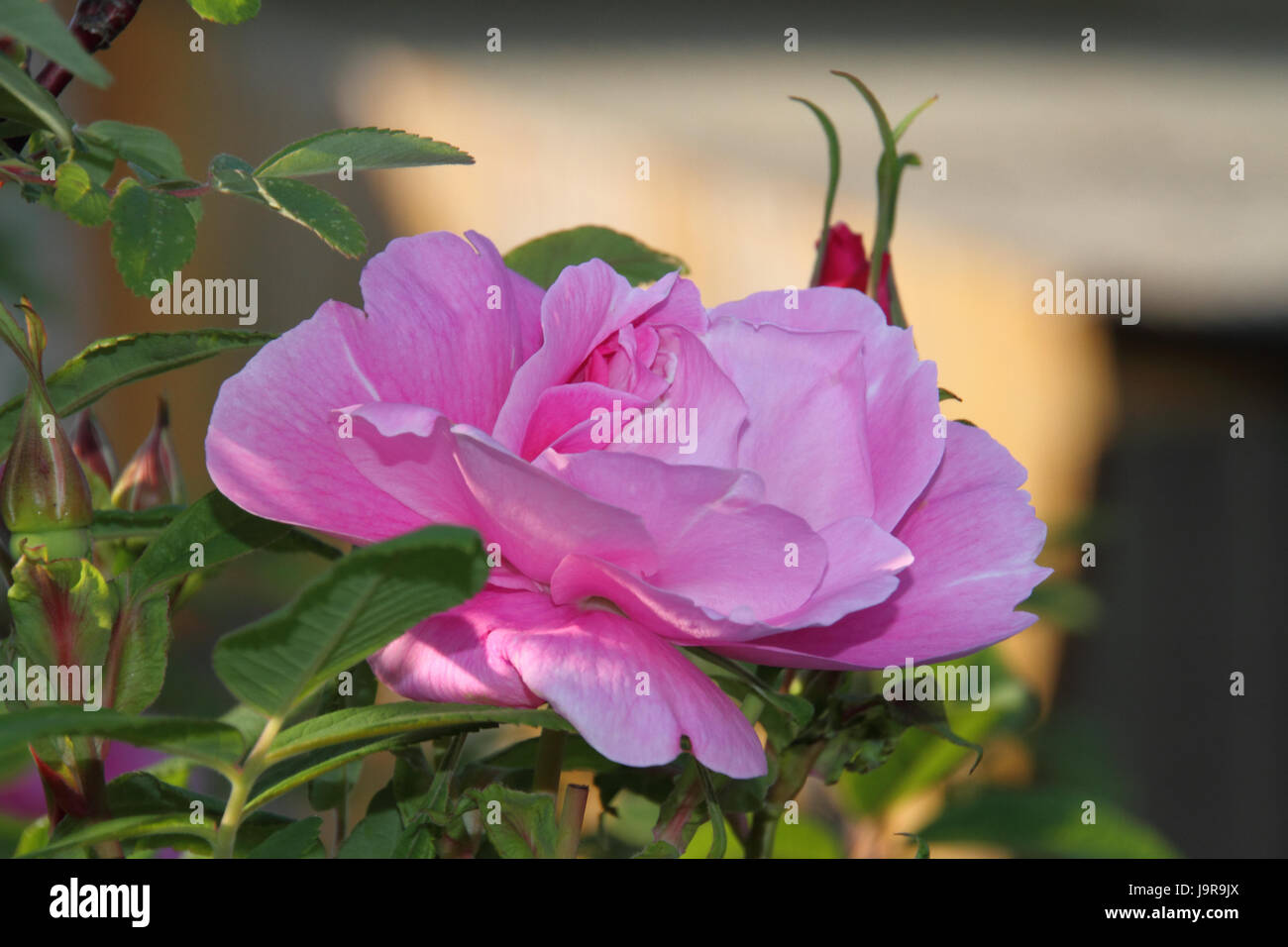 historical, garden, flower, plant, rose, bloom, blossom, flourish ...