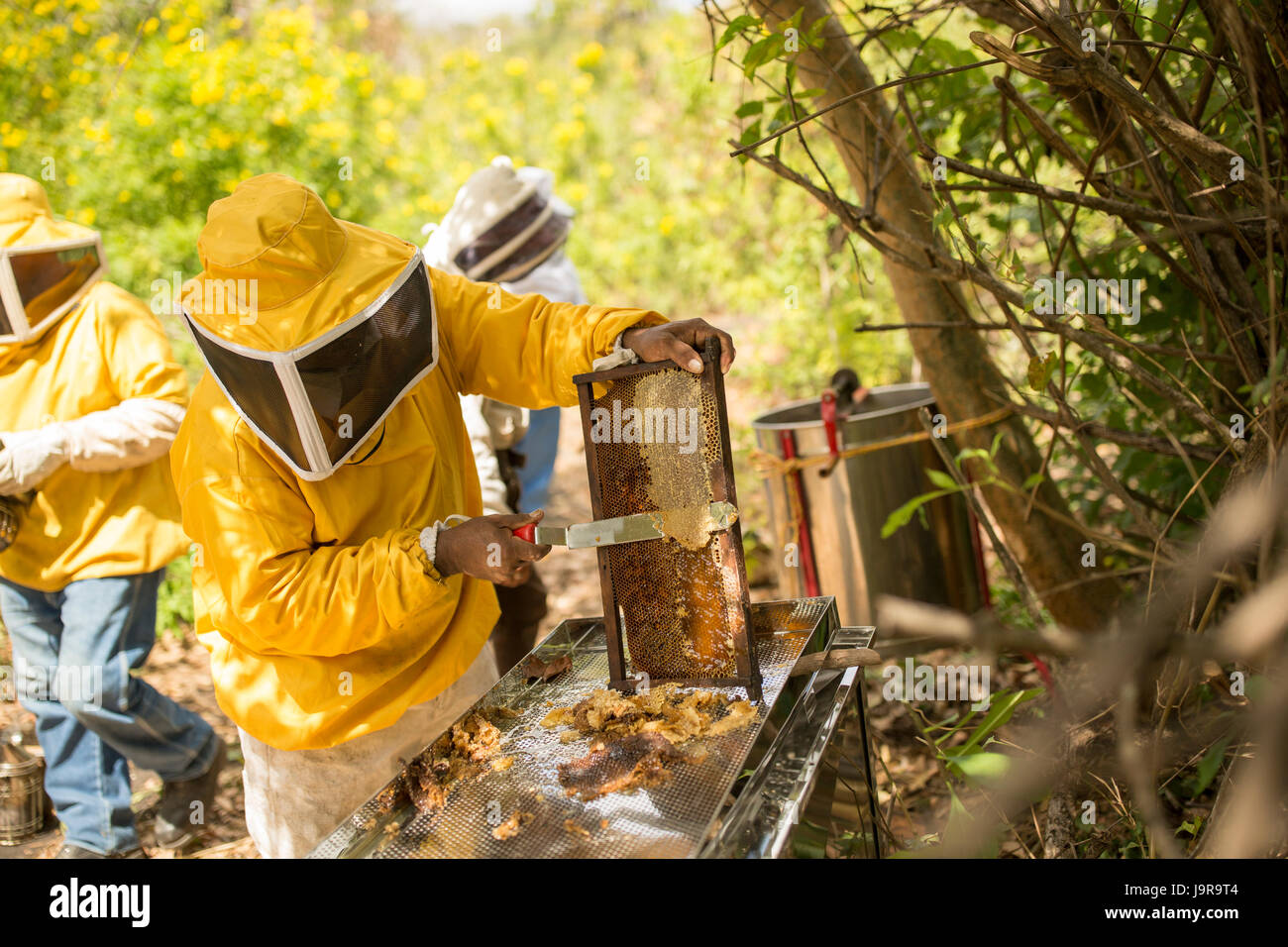 A honey farmer uncaps a frame of freshly harvested honey in Léon ...