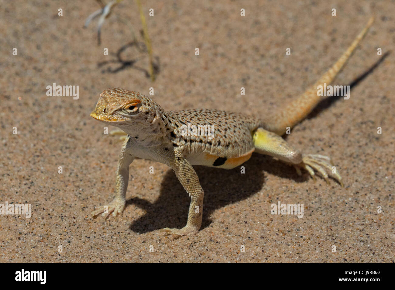 Mojave Fringe Toed Lizard, Uma scoparia Stock Photo - Alamy