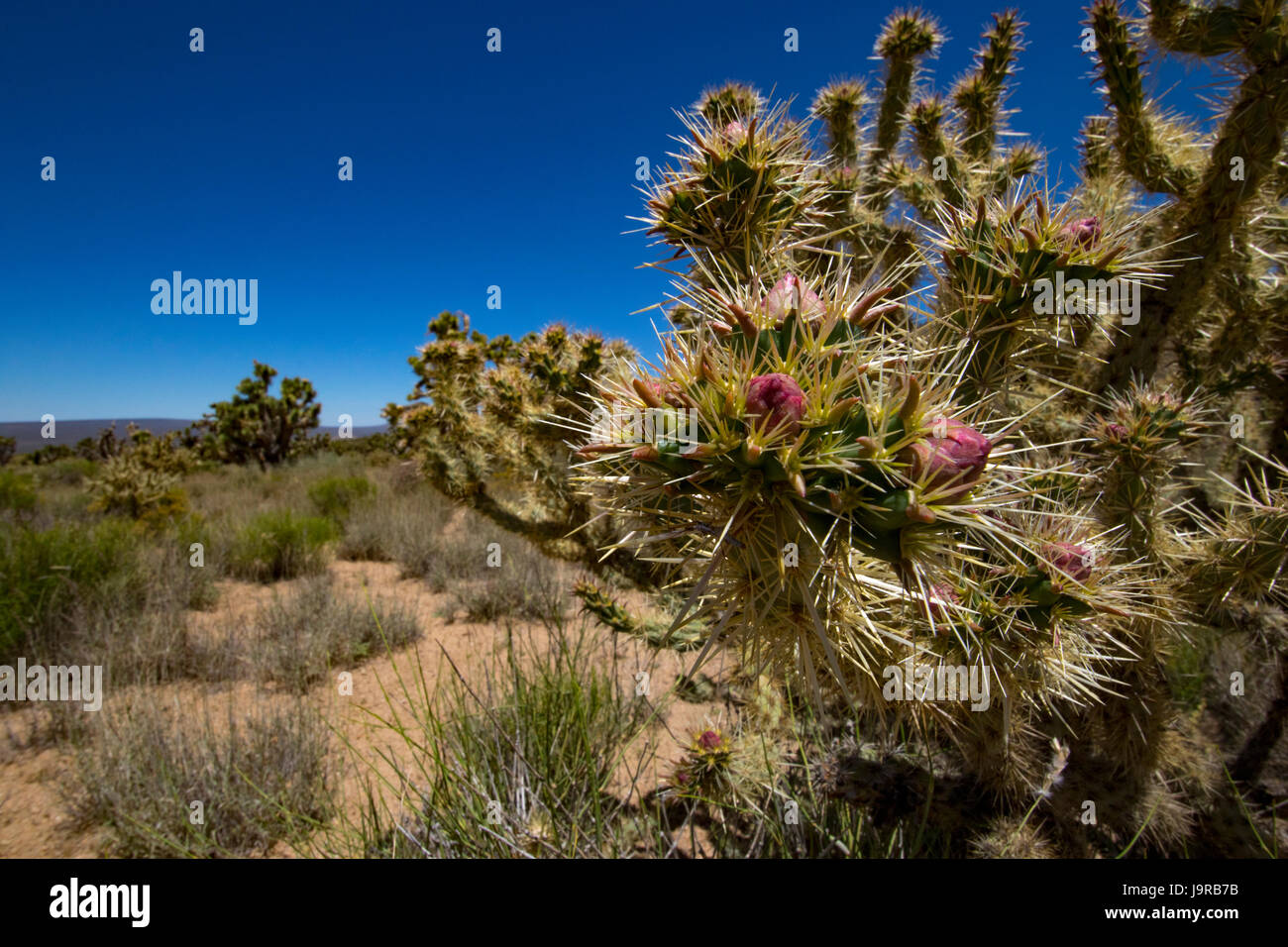 Cholla in the mojave Stock Photo - Alamy