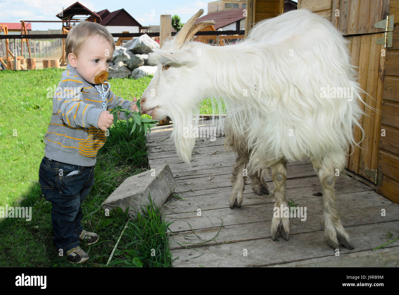 friendship, animal, pet, goat, zoo, small, tiny, little, short, farm ...