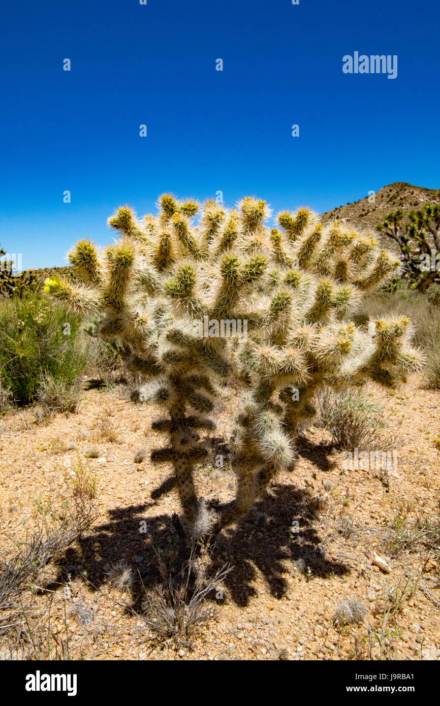 Cholla in the Mojave Desert, california Stock Photo - Alamy