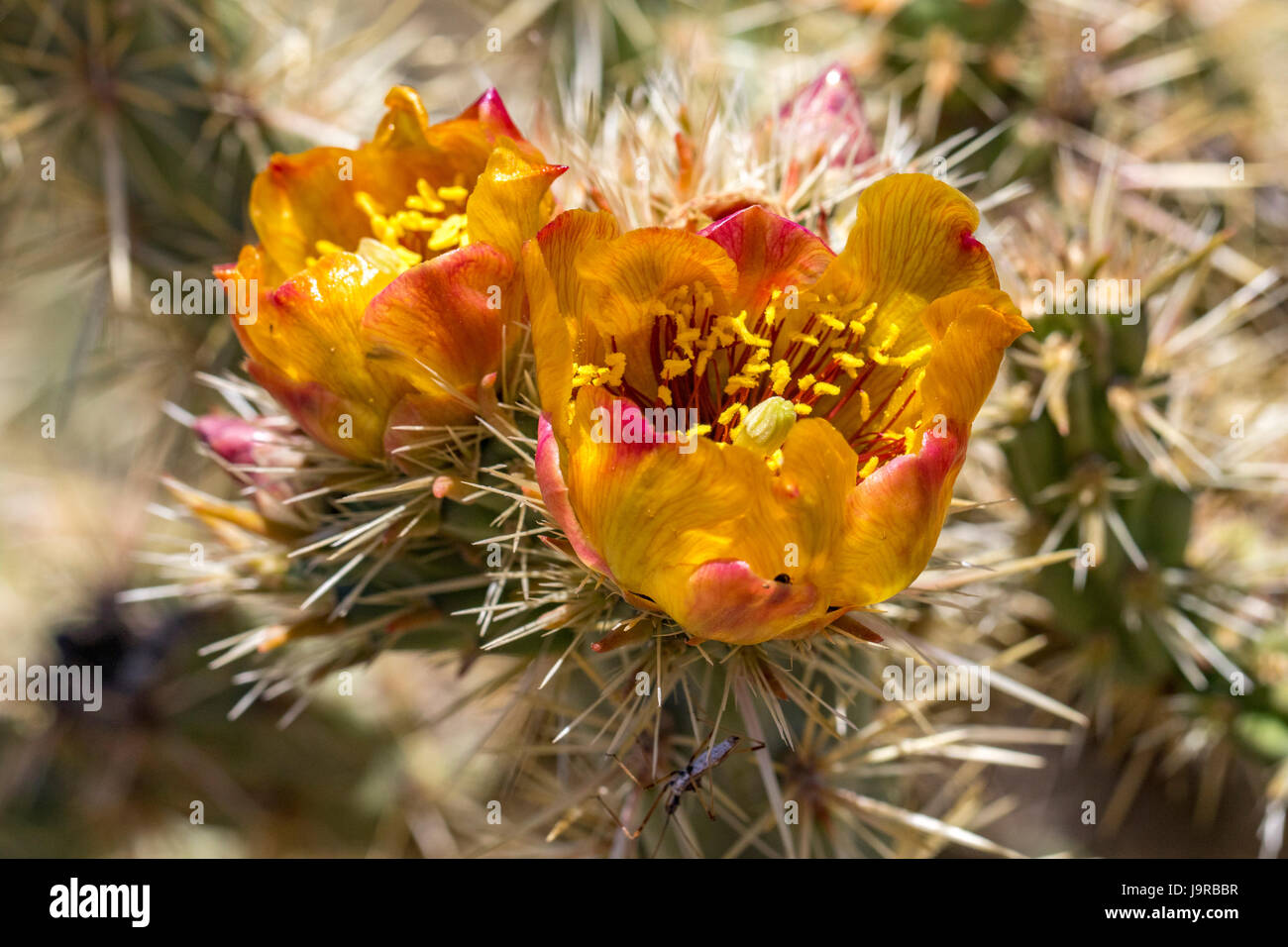 Cholla in the Mojave Desert, california Stock Photo - Alamy