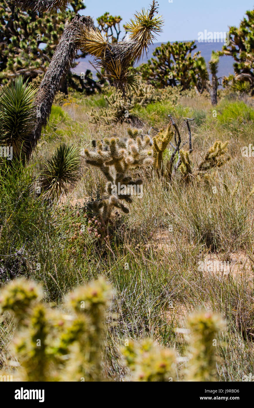 Springtime Landscape in the Mojave Desert Stock Photo - Alamy