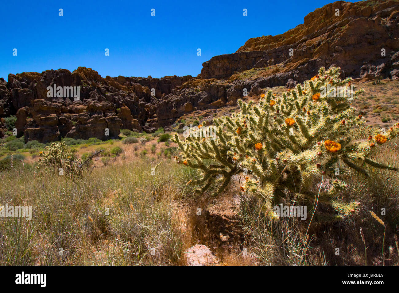 Mojave desert plants hi-res stock photography and images - Alamy