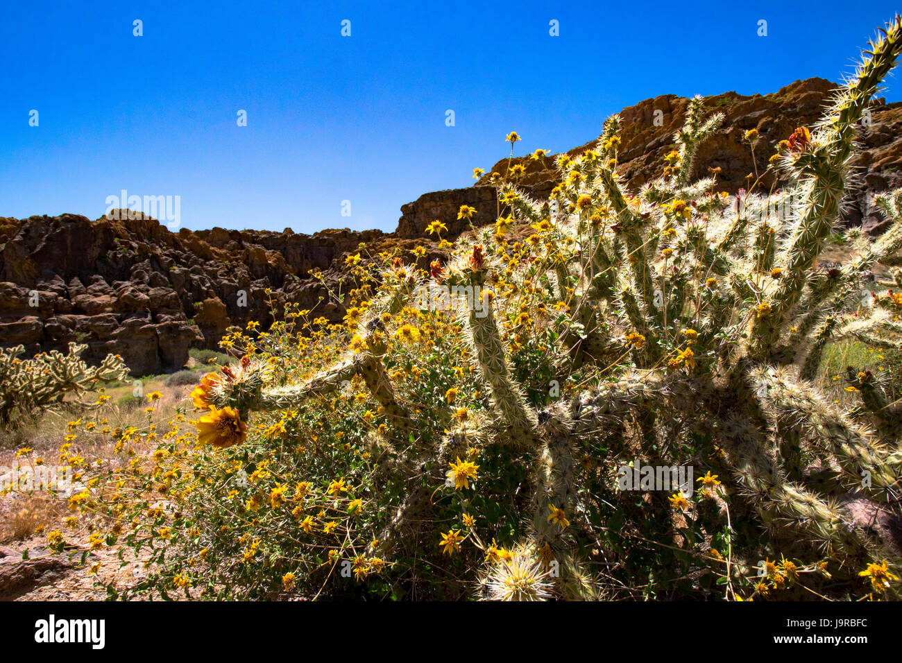 Mojave plants hi-res stock photography and images - Alamy
