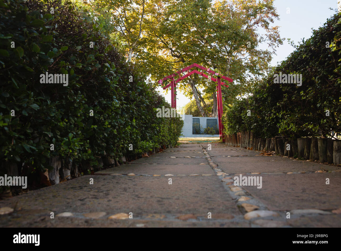 Empty walkway amidst plants at yard Stock Photo - Alamy