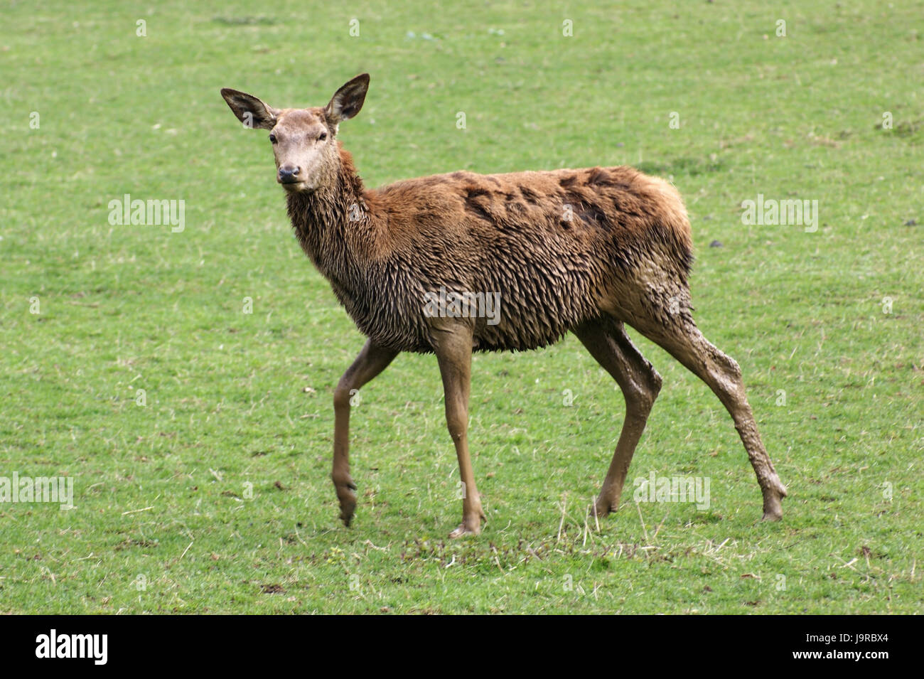 green, wild animal, deer stag, flat, meadow, grass, lawn, hart, stag ...