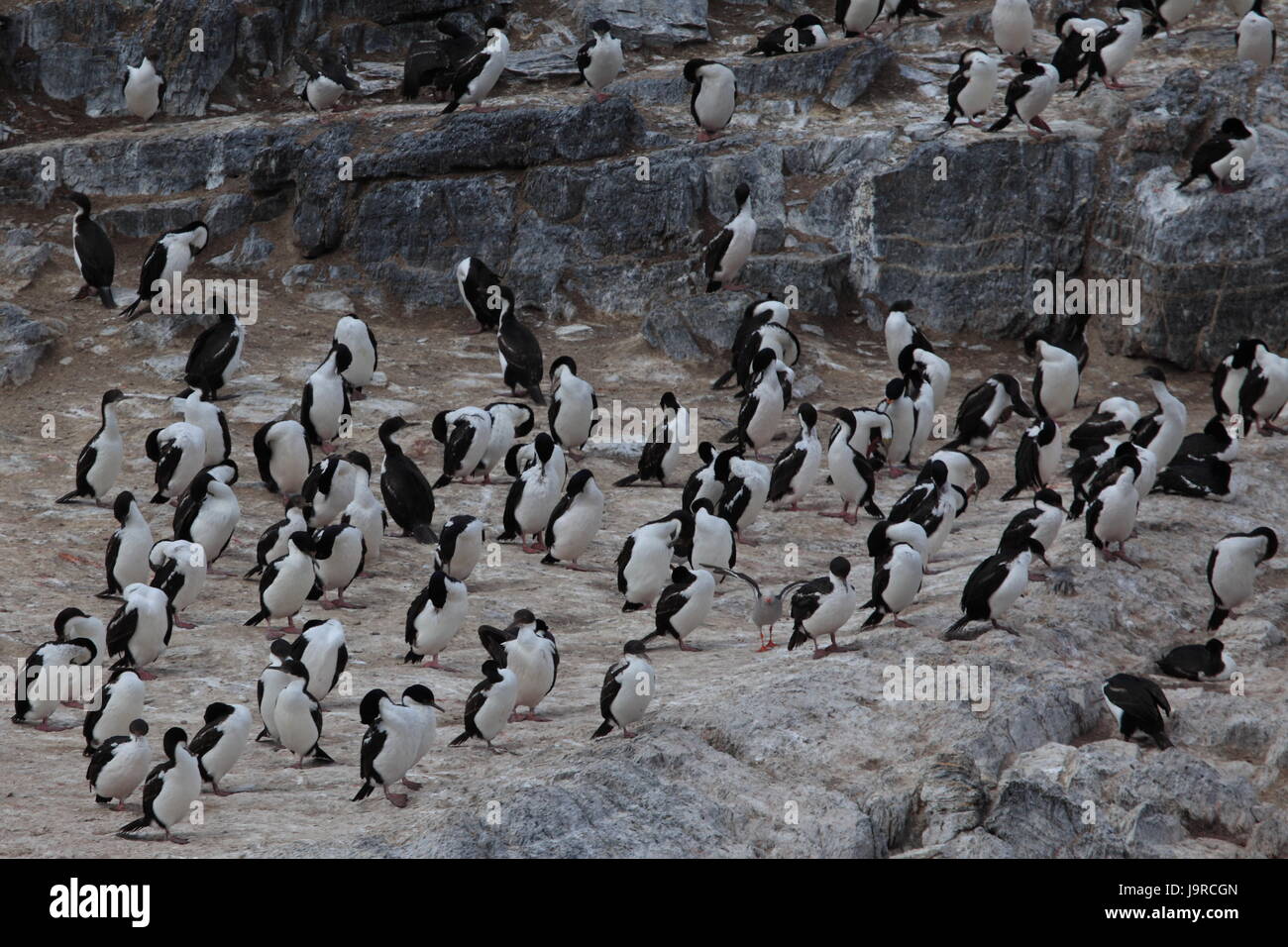 cormorant, colony, nest, waterfowls, waterfowl, spawn, flight, bird ...
