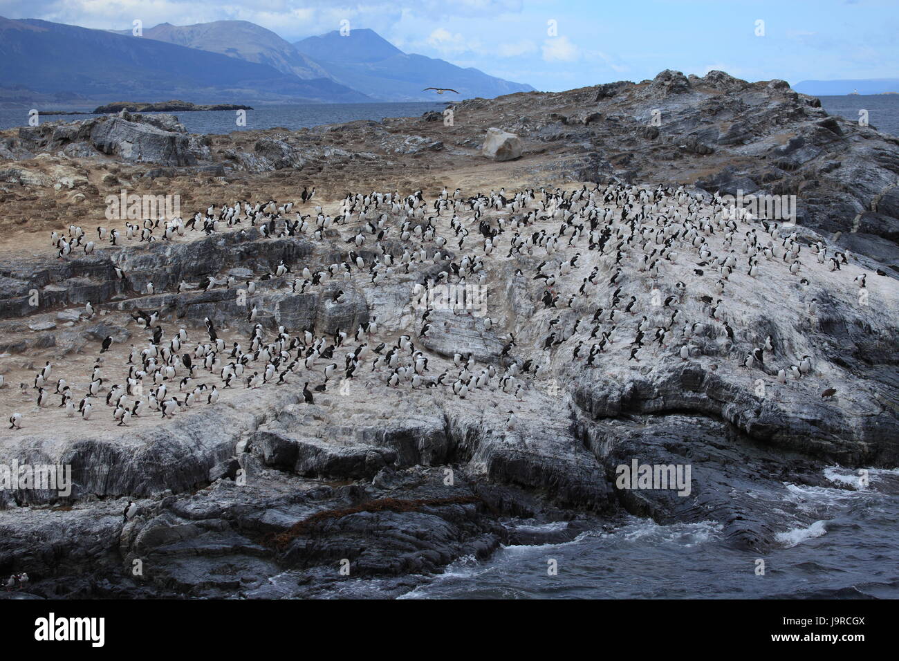 cormorant, colony, nest, waterfowls, waterfowl, spawn, flight, bird ...