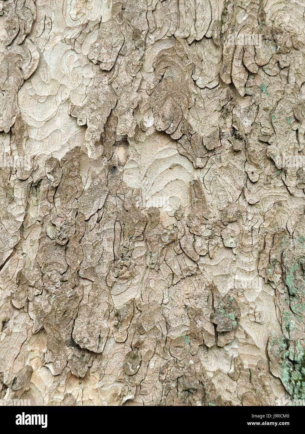 Sycamore tree peeling bark hi-res stock photography and images - Alamy