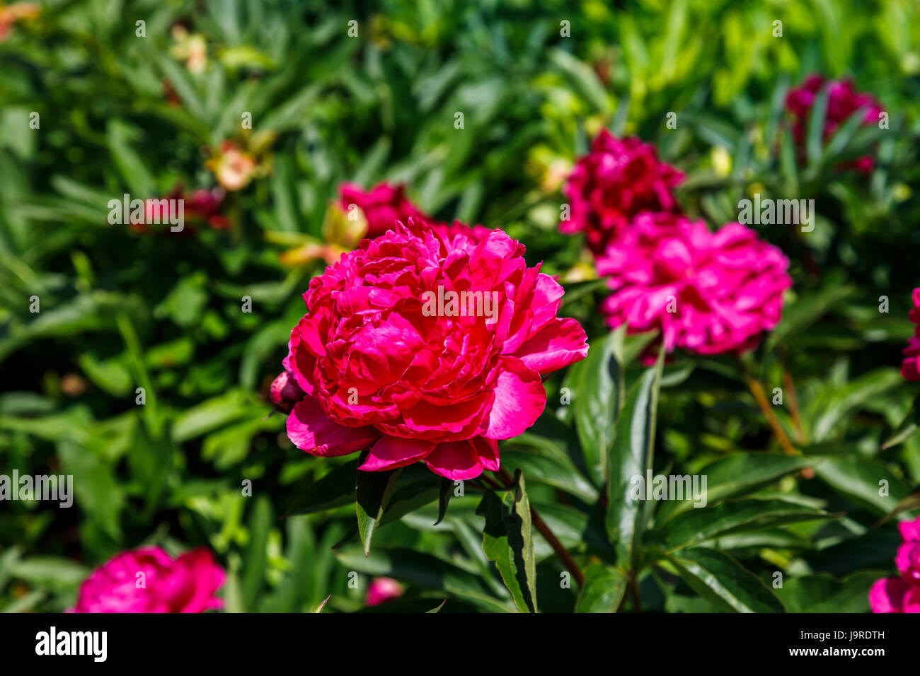 Garden red peonies hi-res stock photography and images - Alamy