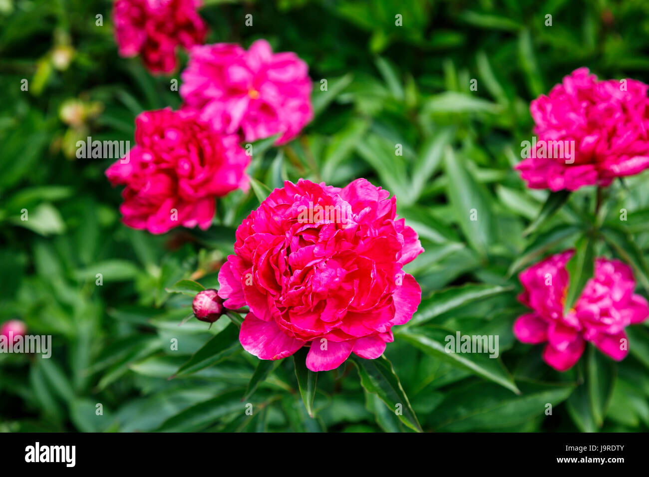 Red paeonies (Paeonia lactiflora) growing in an English garden border ...