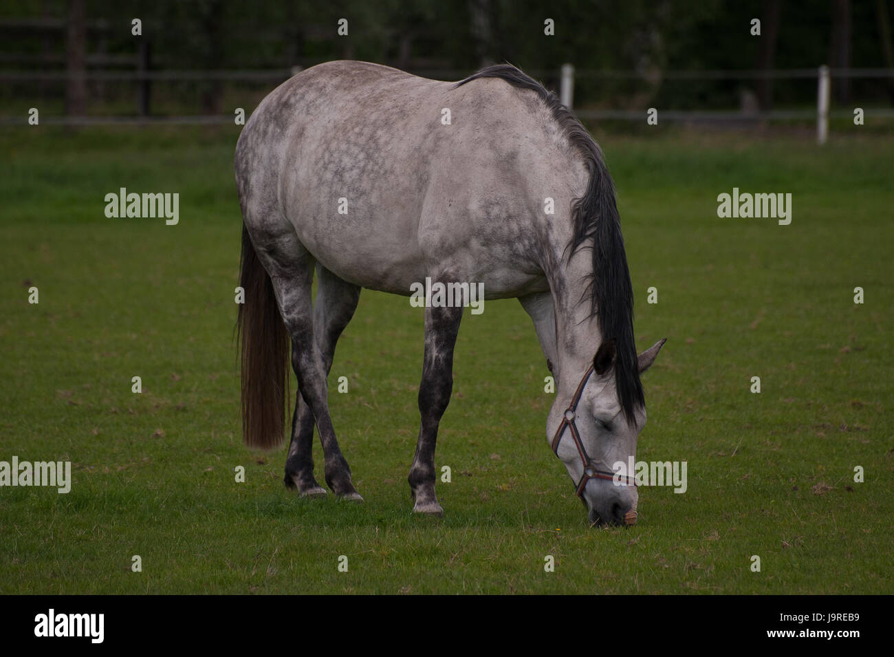 ride, horse, animal, horseriding, nature, ride, horse, animal, animals ...